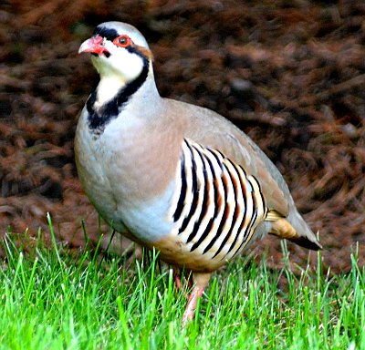Birdwatching contacts and information around the world. Birders go ...