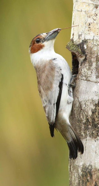 Birdwatching contacts and information around the world. Birders go ...